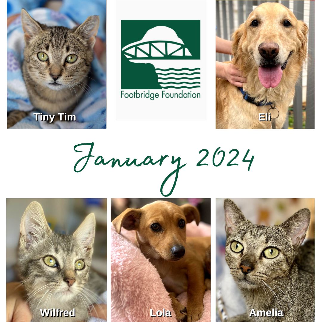 NewsLetter Jan 2024 — Footbridge Foundation - San Antonio Animal Rescue ...