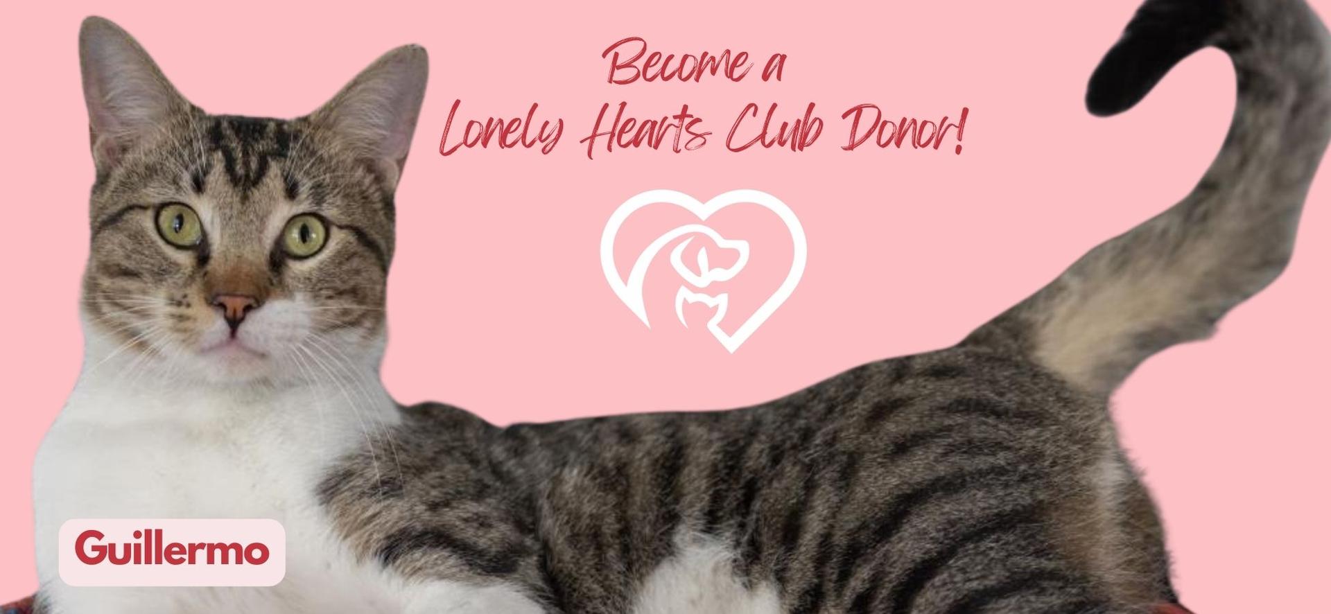 NewsLetter June 2024 — Footbridge Foundation - San Antonio Animal ...