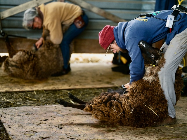 Spring 2025 Newsletter – Mustang Acres